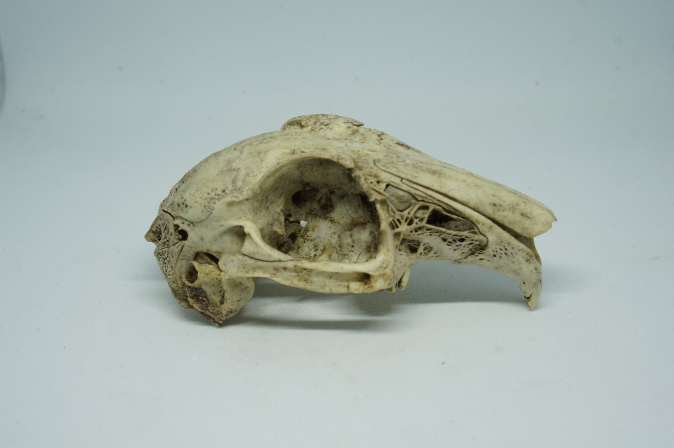 Small object photogrammetry – how to take photos – Prof. Peter L ...