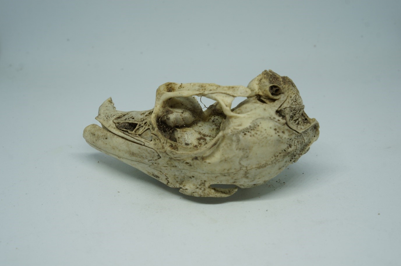 Small object photogrammetry – how to take photos – Prof. Peter L ...