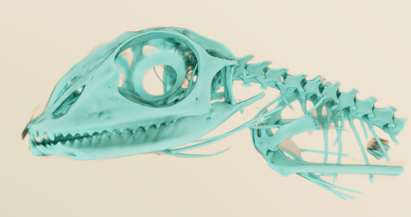 Free software for CT segmentation (2019) – Prof. Peter L. Falkingham