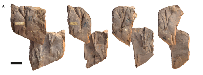 New paper: Constructing and testing hypotheses of dinosaur foot motion ...