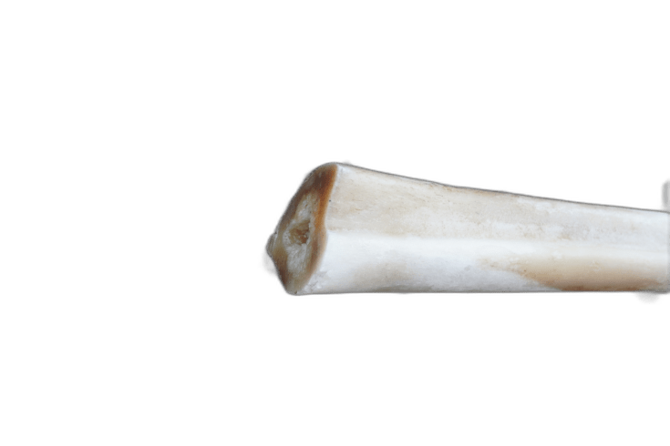 REMBG – a phenomenal AI-based background remover – Prof. Peter L ...