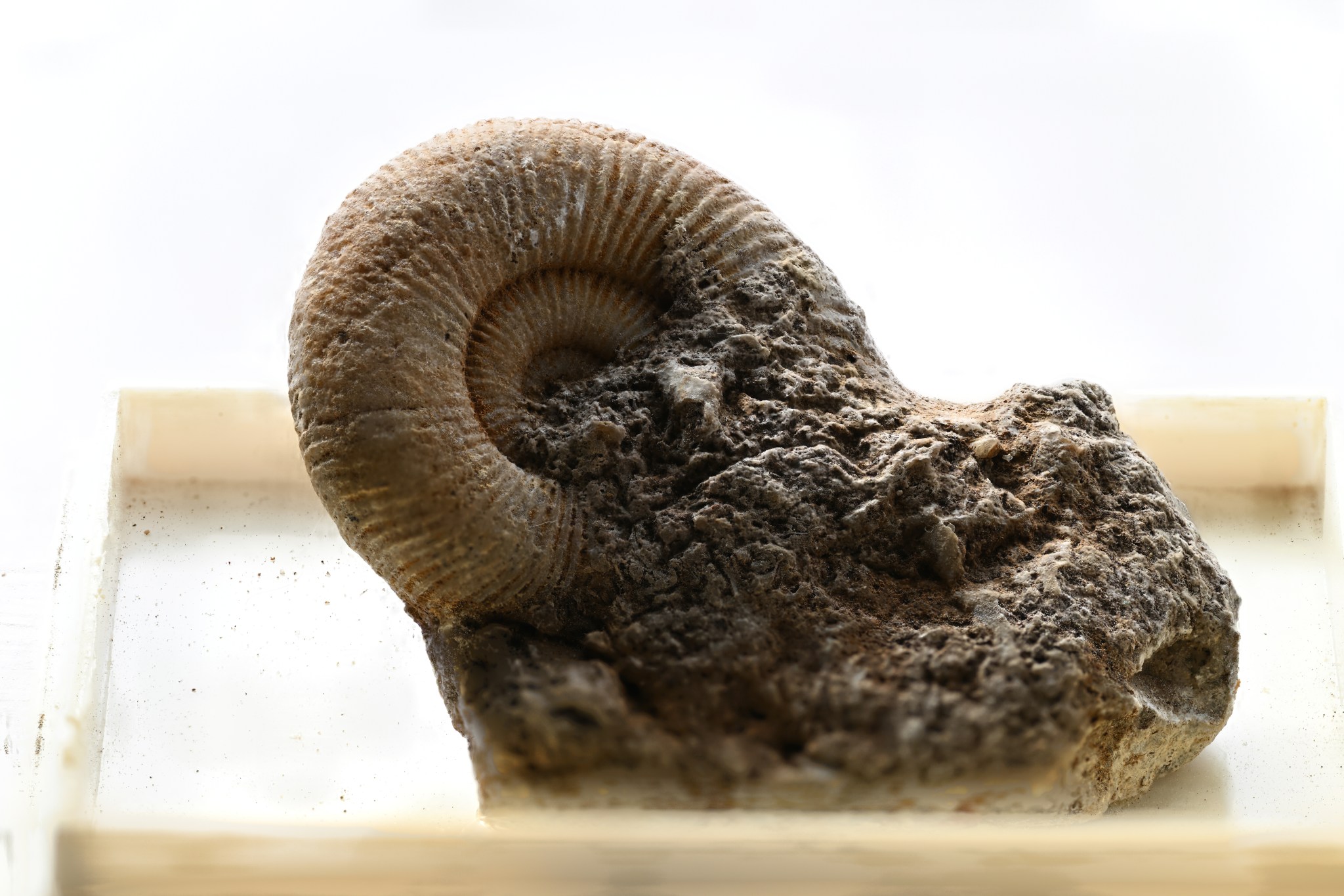 An Excellent Free and Open Source focus-stacking solution – Prof. Peter ...